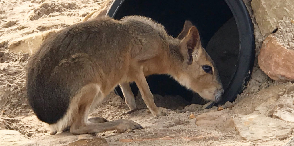 Patagonian Mara