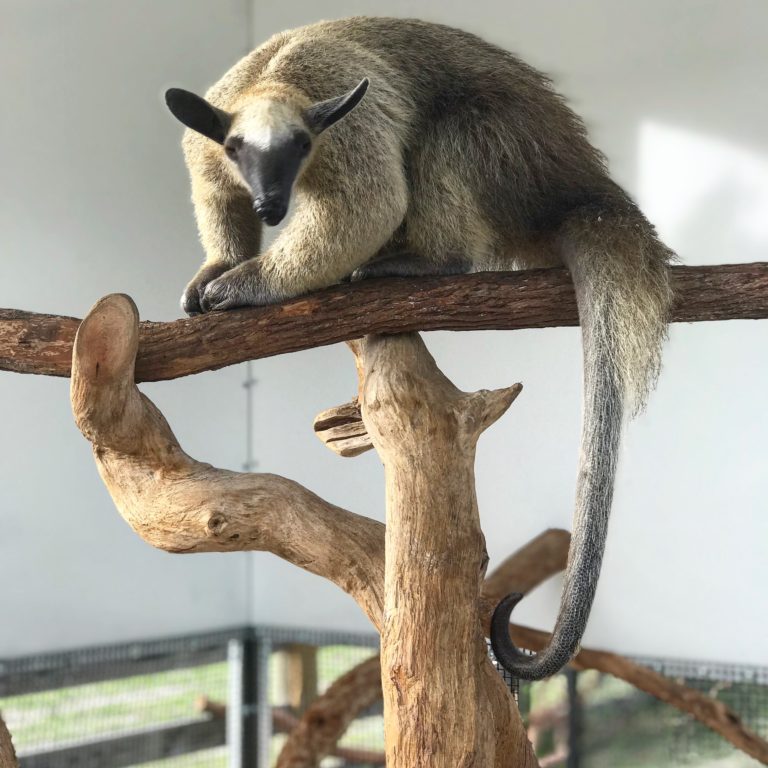 Tamandua - Mandalay Farms | Jupiter, FL | Mandalay Farms | Jupiter, FL