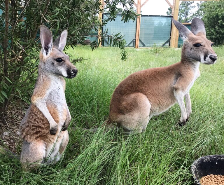 Red Kangaroo - Mandalay Farms | Jupiter, FL | Mandalay Farms | Jupiter, FL