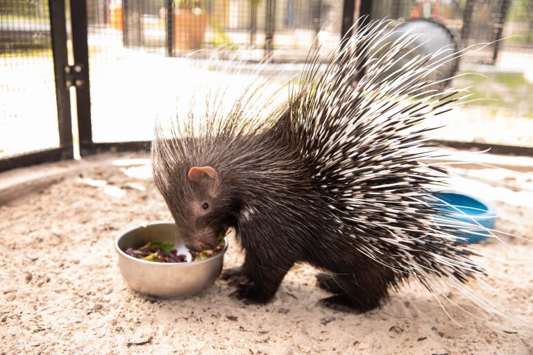 African Crested Porcupine - Mandalay Farms | Jupiter, FL | Mandalay ...