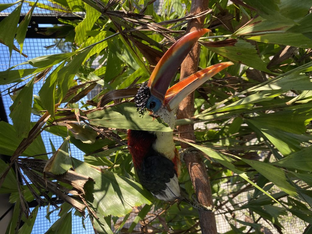 Aracari - Mandalay Farms | Jupiter, FL | Mandalay Farms | Jupiter, FL