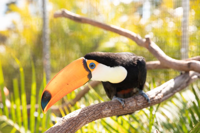 Toucan - Mandalay Farms | Jupiter, FL | Mandalay Farms | Jupiter, FL