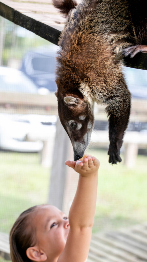 Coatimundi - Mandalay Farms | Jupiter, FL | Mandalay Farms | Jupiter, FL